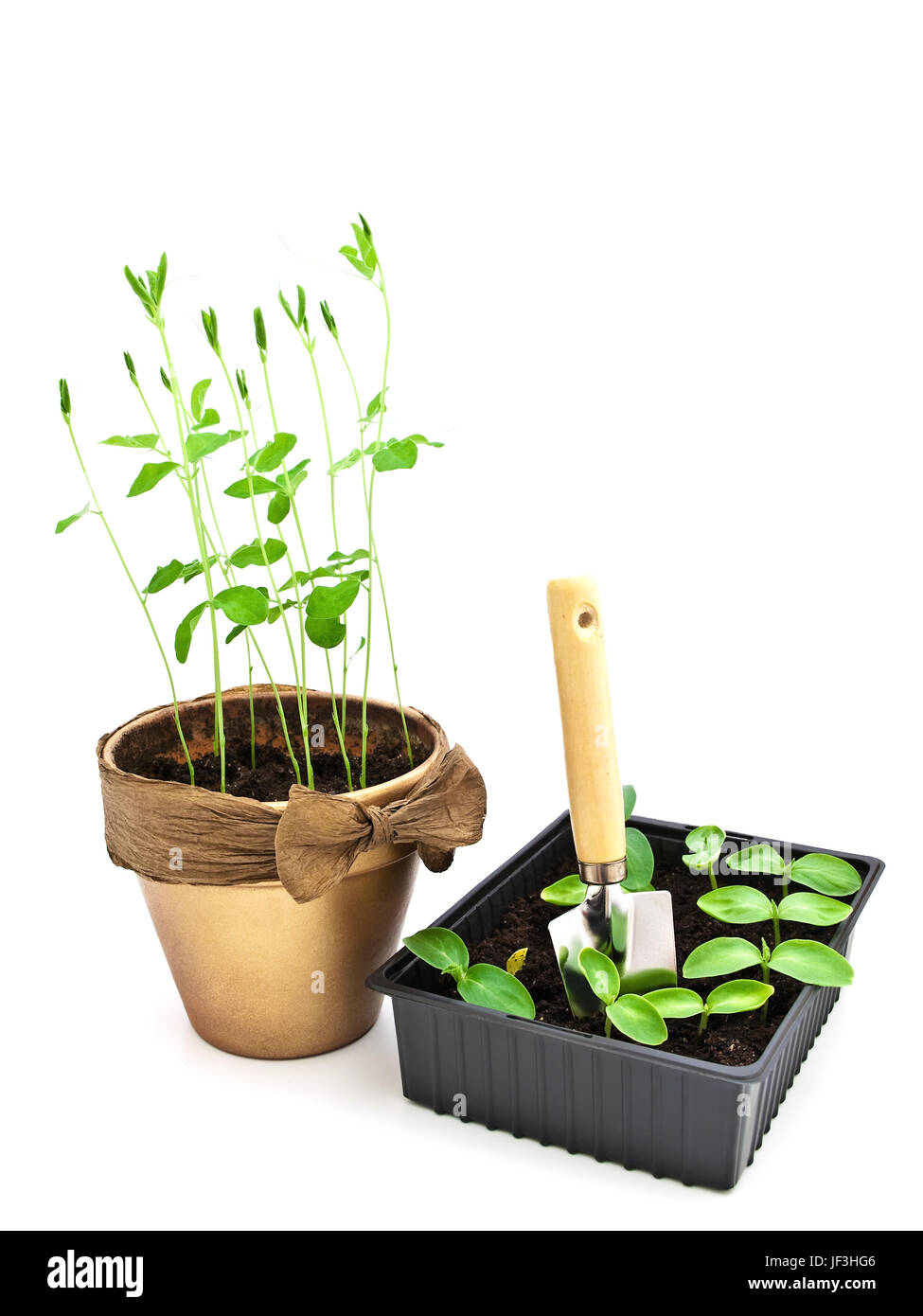 Green sprouts hi-res stock photography and images - Alamy