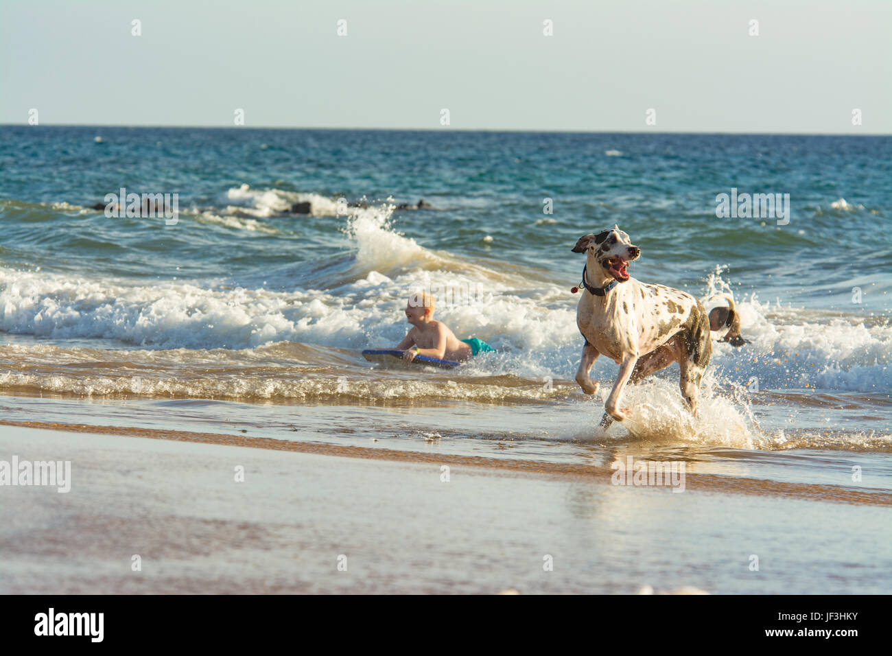 Great dane and boogie-boarder enjoying the surf in Kihei, Maui Stock ...