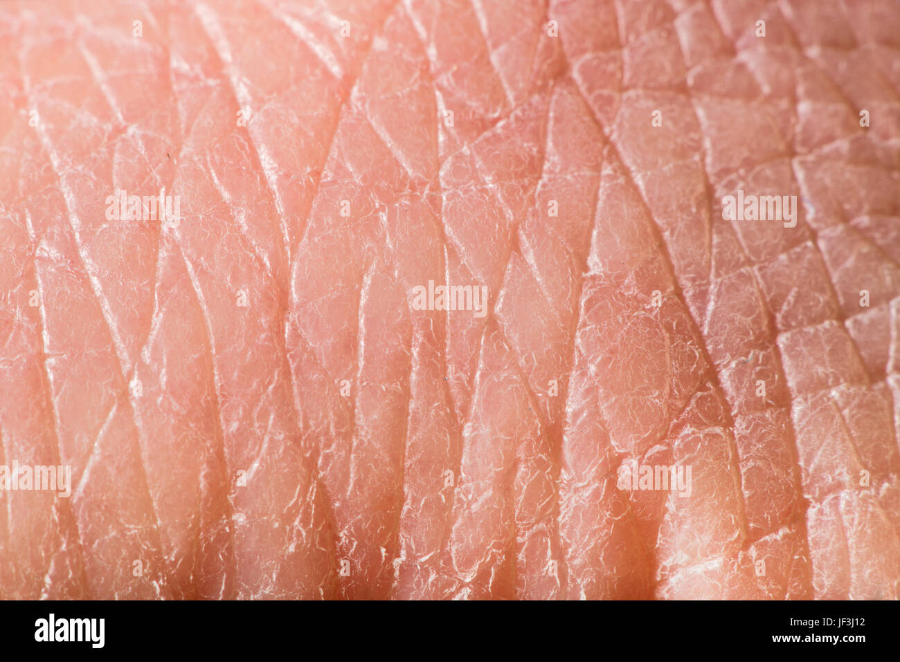 Texture of human skin Stock Photo - Alamy