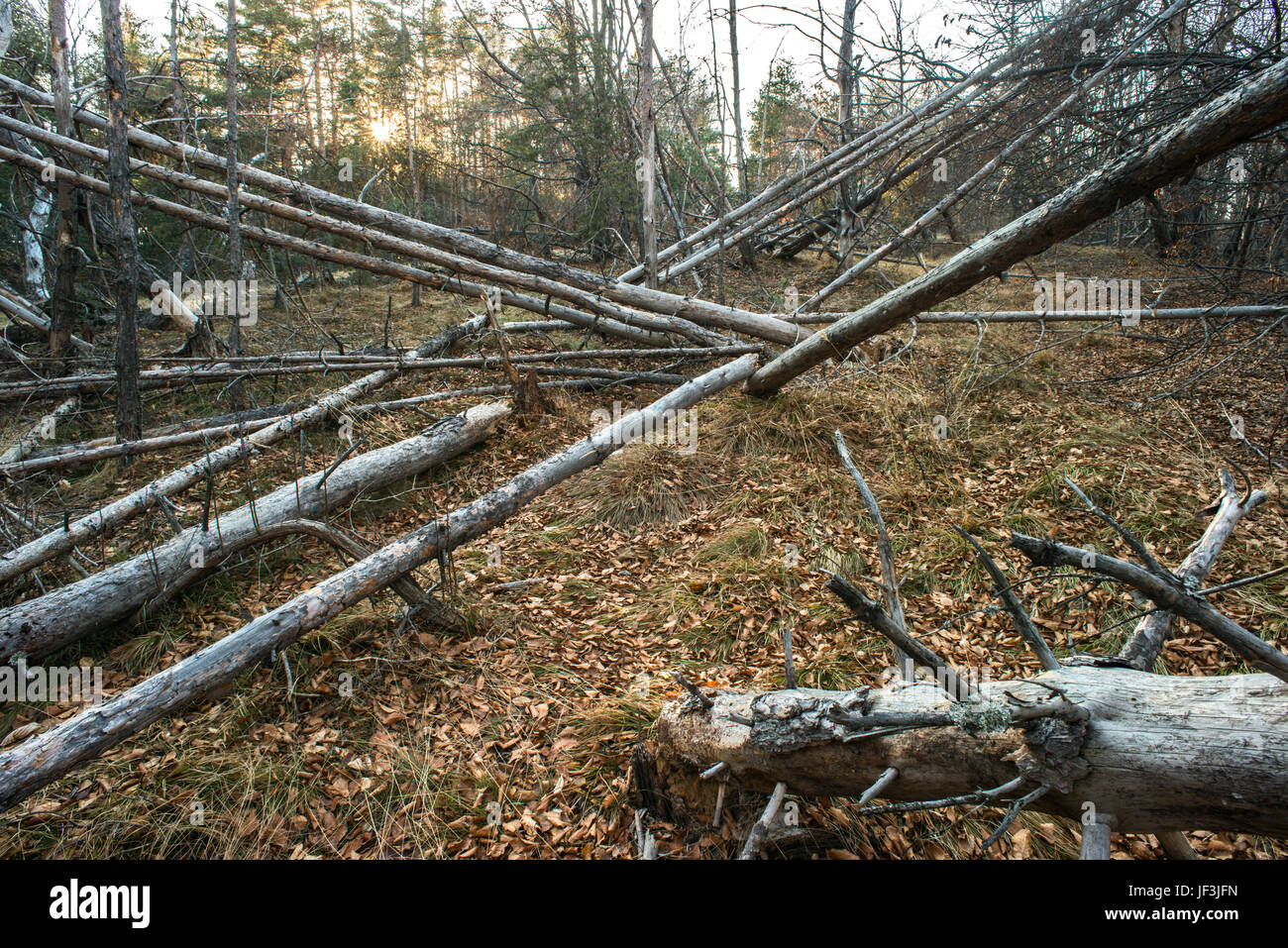 Fallen dead trees Stock Photo - Alamy