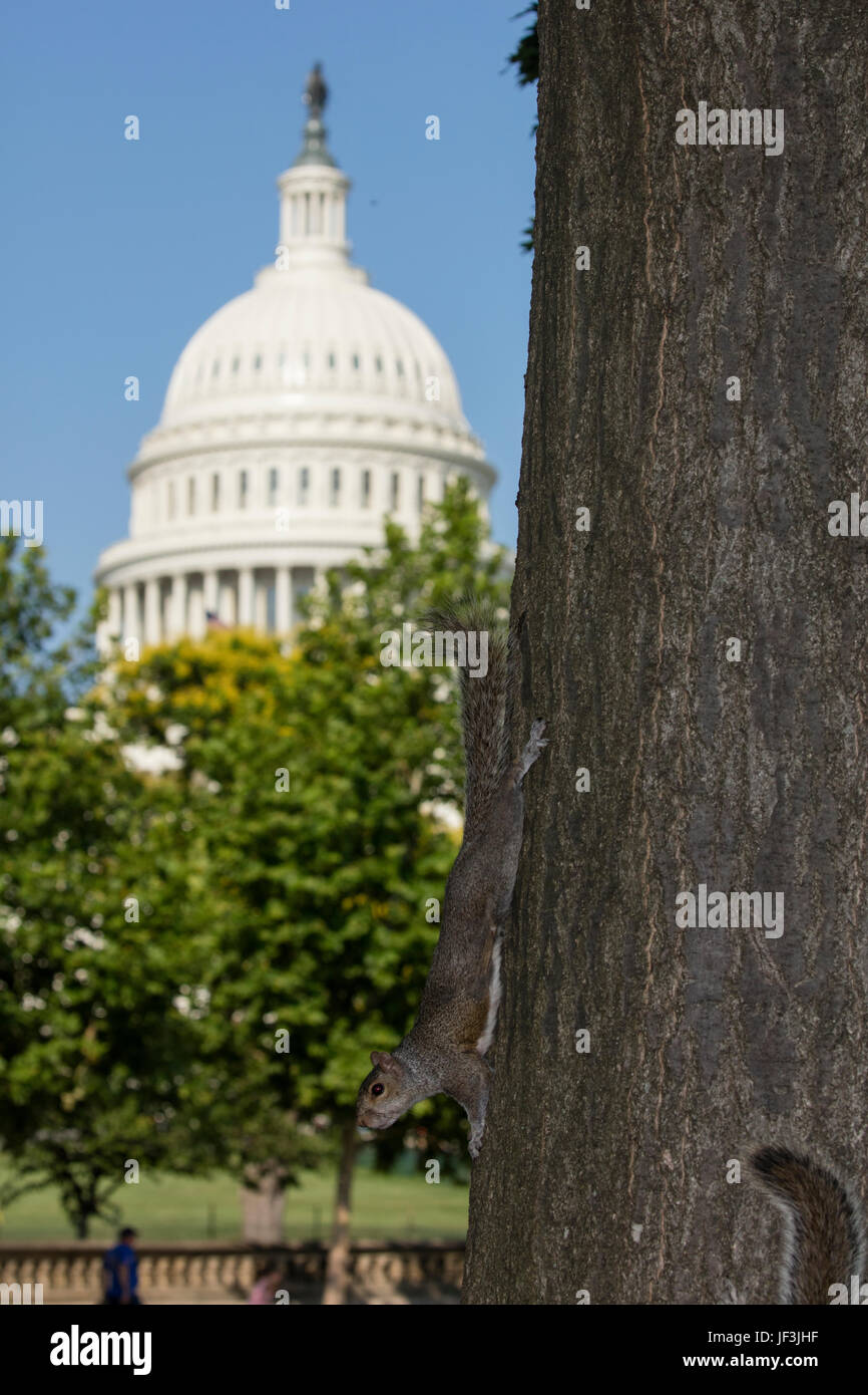 Dc wildlife hi-res stock photography and images - Alamy