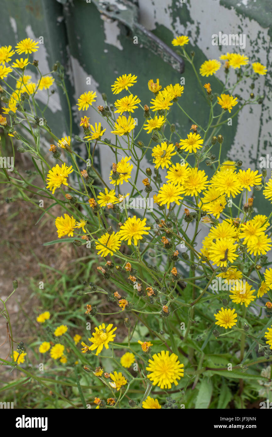 Jastrzebiec baldaszkowaty hi-res stock photography and images - Alamy