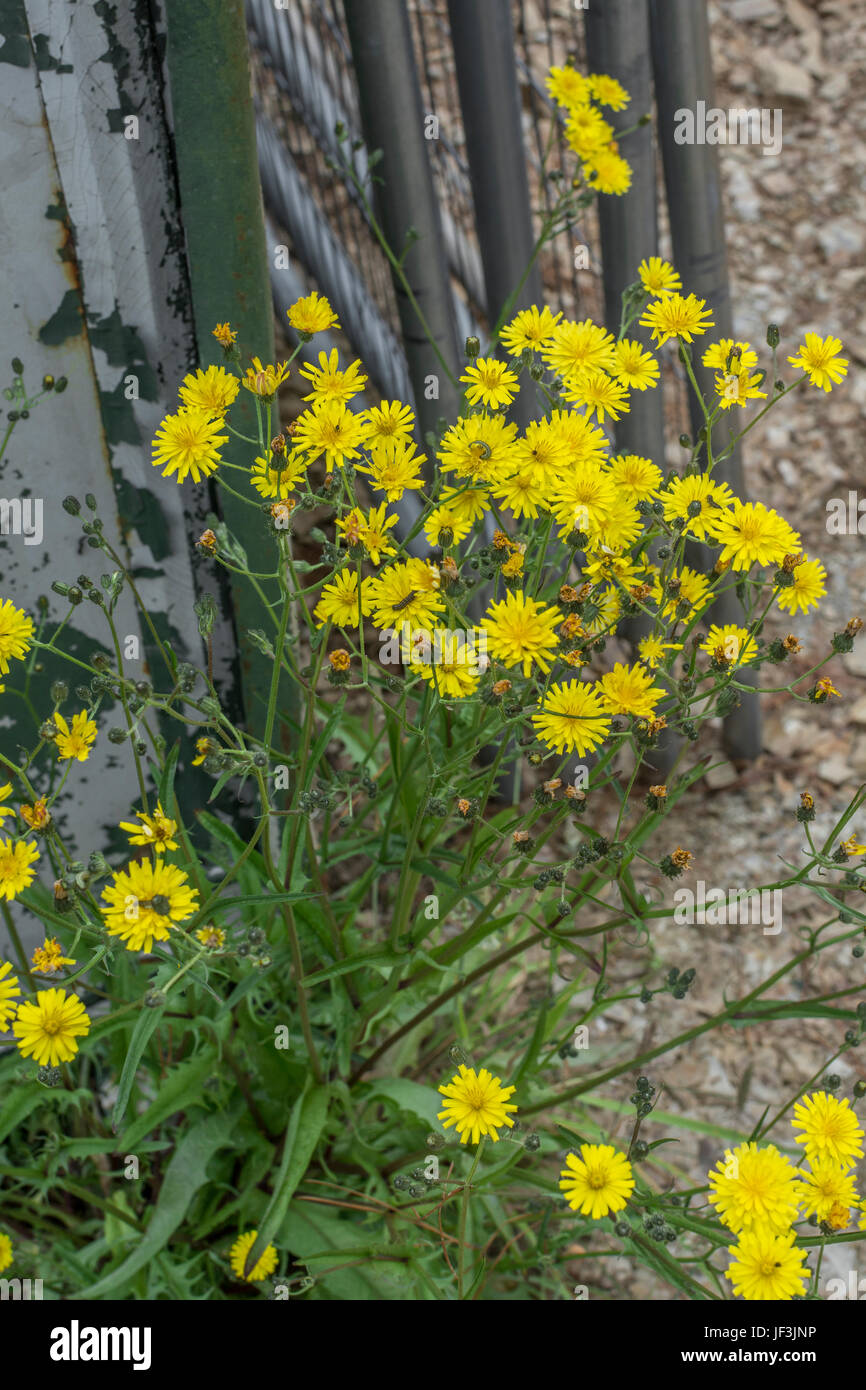 Kobulasta skrzolica hi-res stock photography and images - Alamy