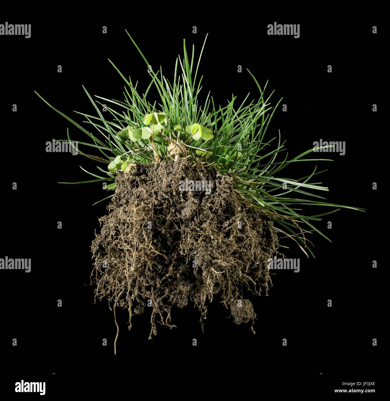 Turf grass and earth Stock Photo - Alamy
