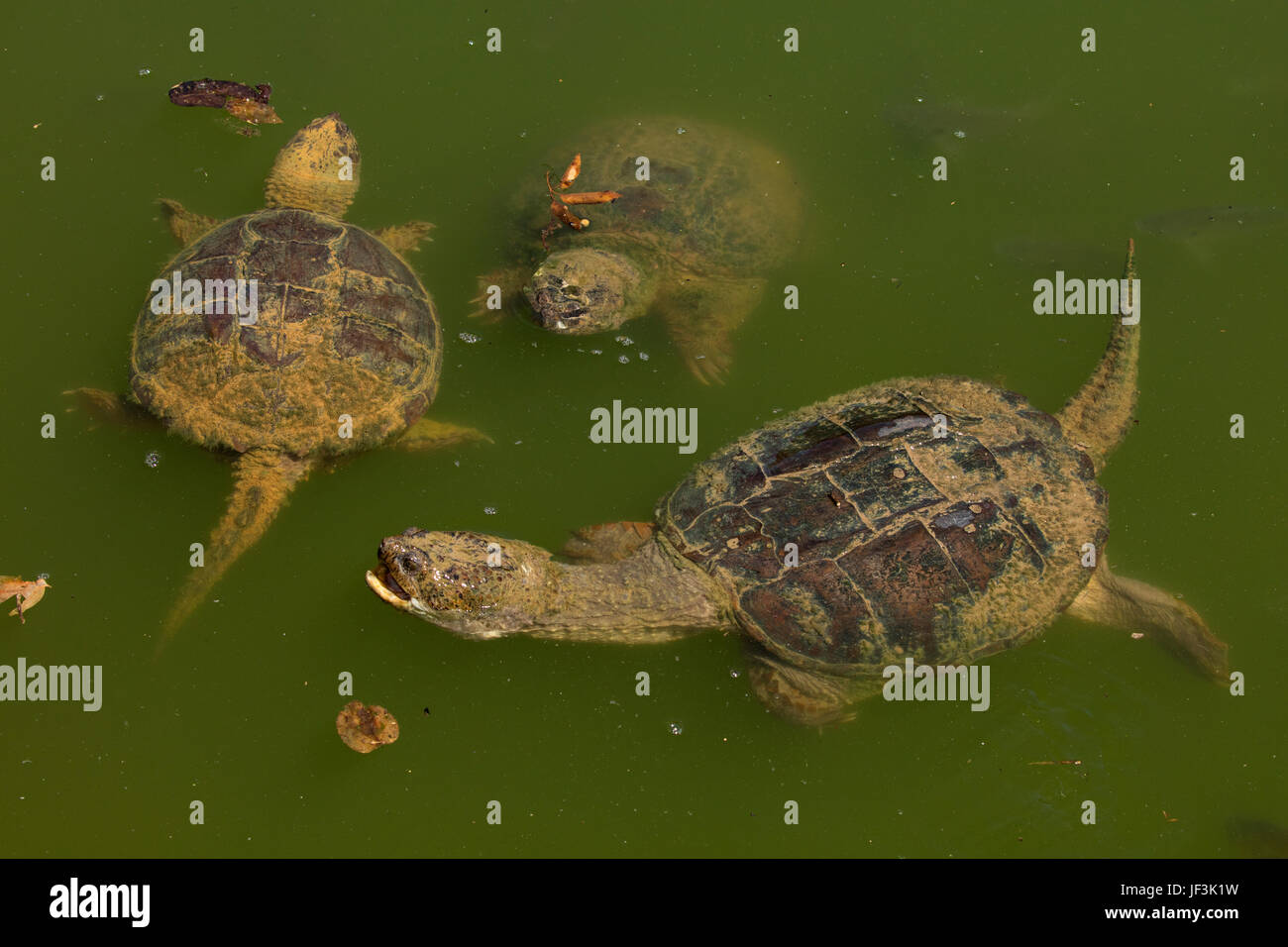 Snapping turtle, Chelydra serpentina, Maryland, feeding on surface ...