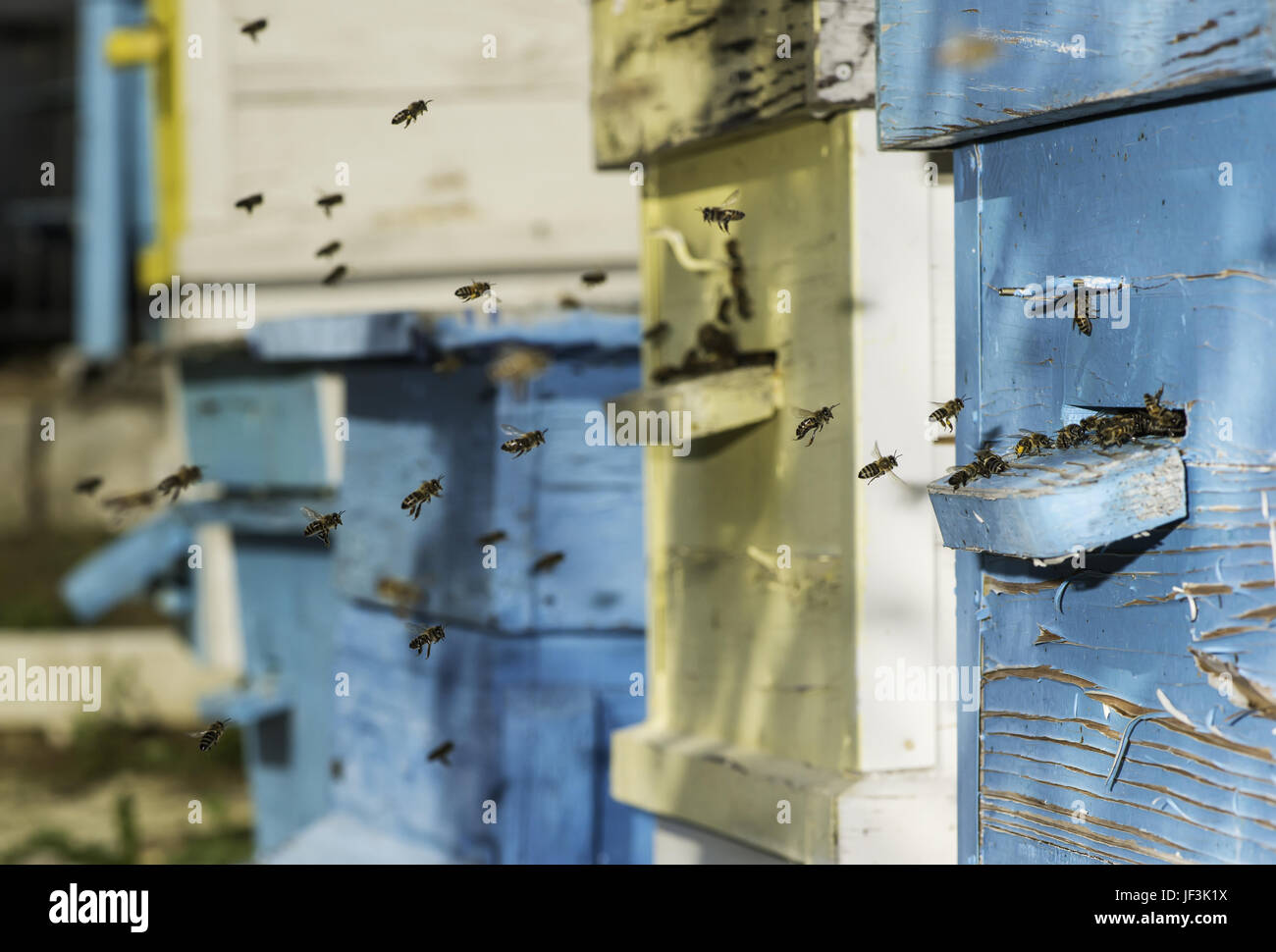 Swarm of bees fly to beehive Stock Photo - Alamy