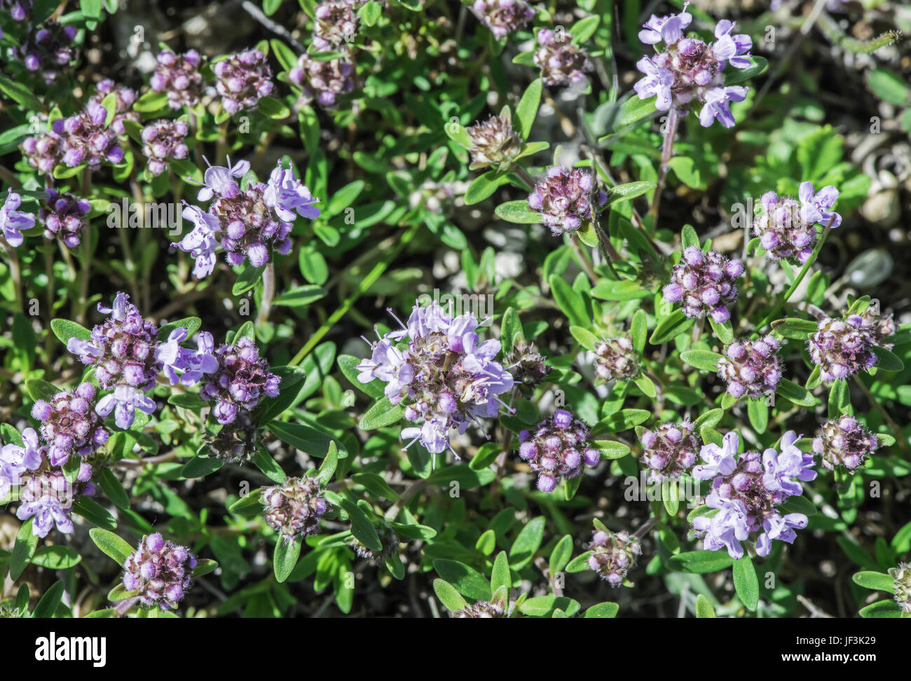 Flower thyme in the nature Stock Photo - Alamy