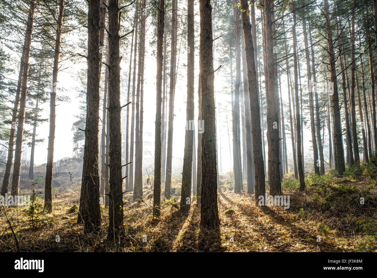 Sunlight through the trees Stock Photo - Alamy