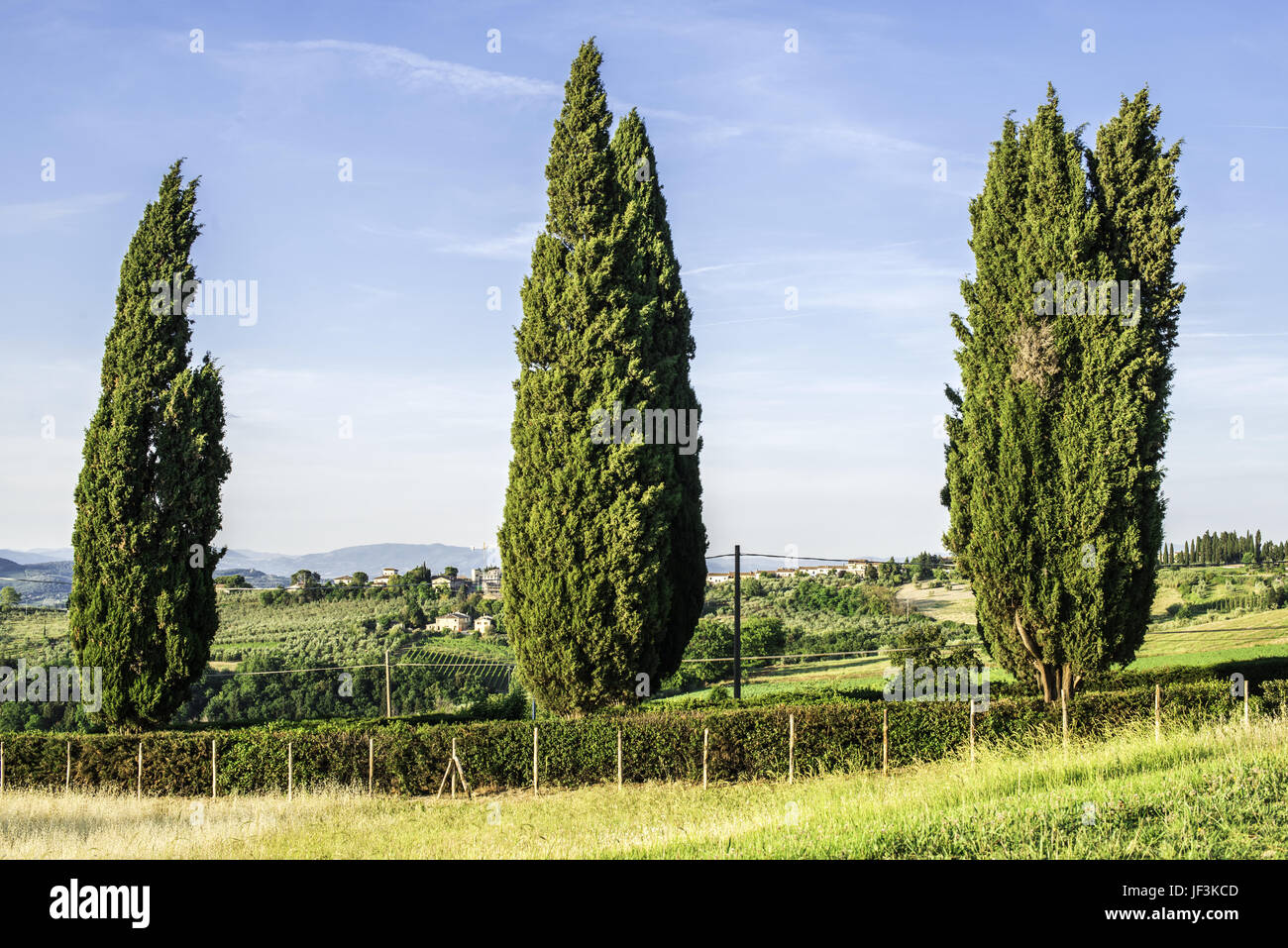 Tuscan cypress tree Stock Photo - Alamy