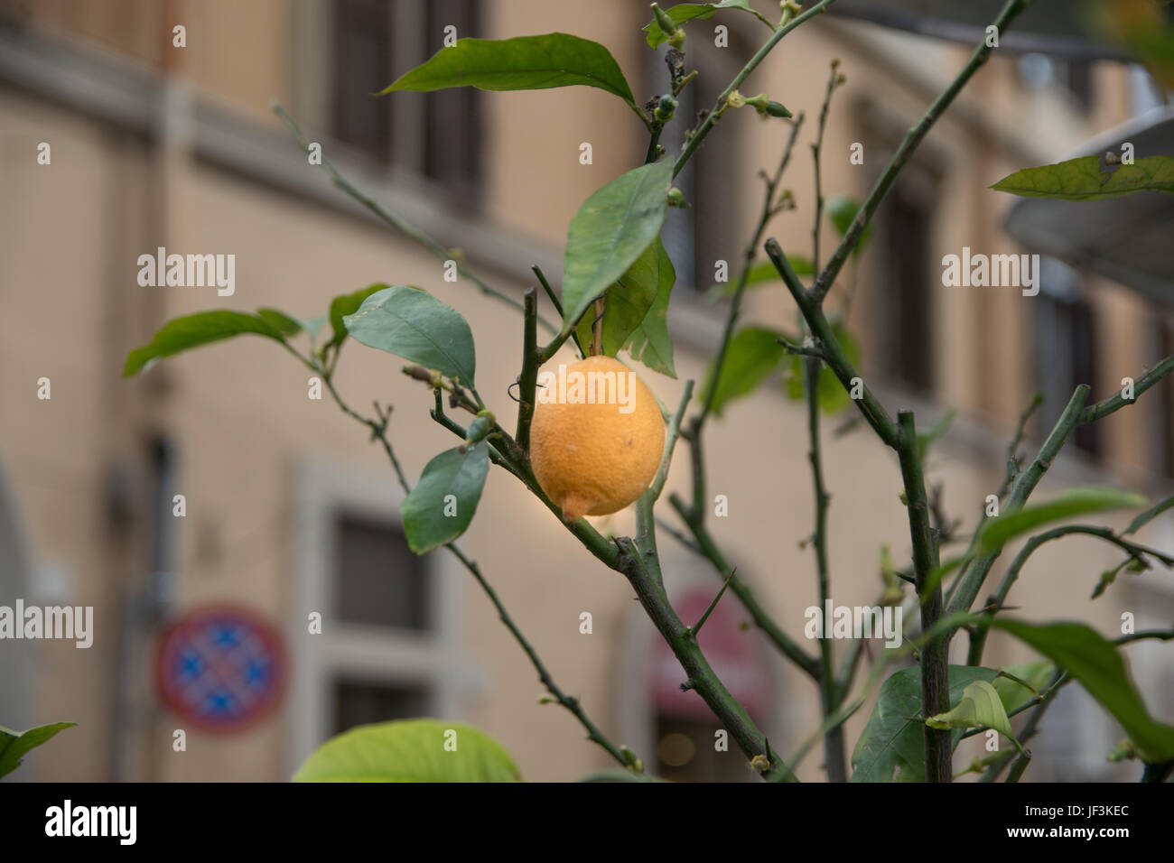 Lemon tree rome italy hi-res stock photography and images - Alamy