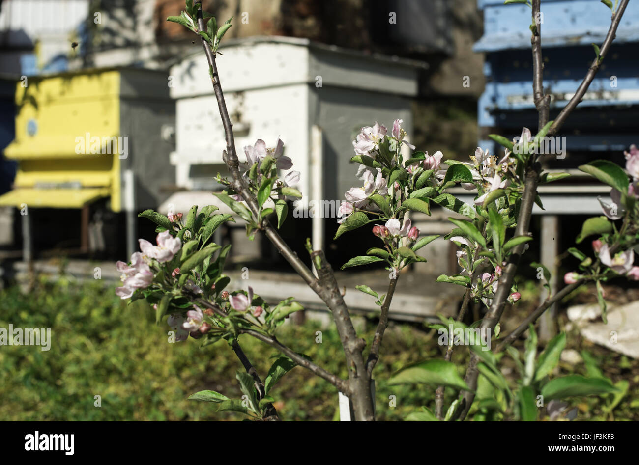 Flowers and swarm of bees Stock Photo - Alamy