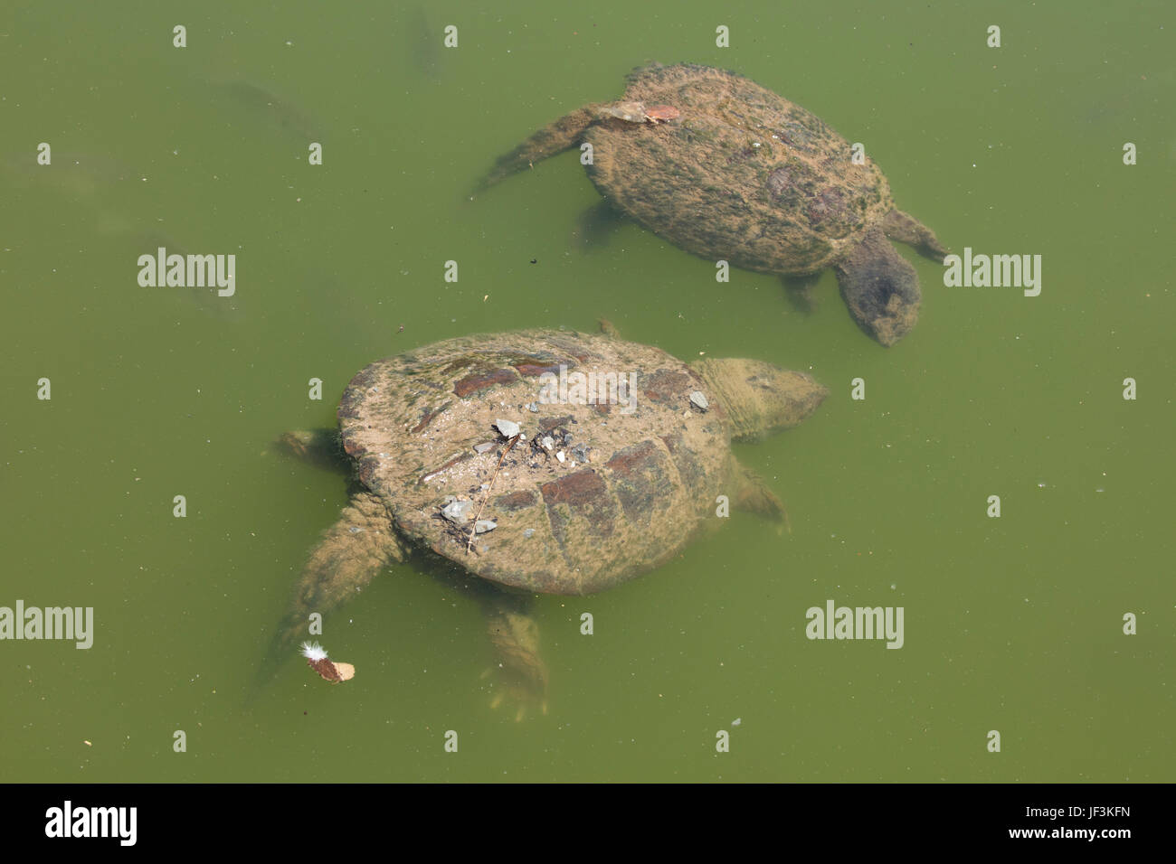 Snapping turtle courtship hi-res stock photography and images - Alamy