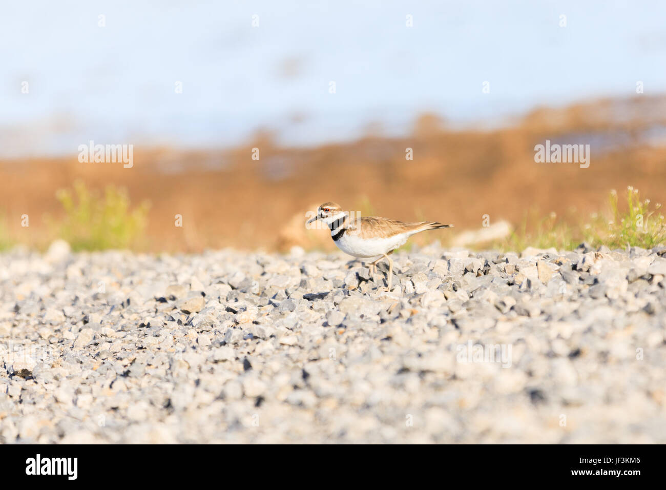 Male and female killdeer hi-res stock photography and images - Alamy
