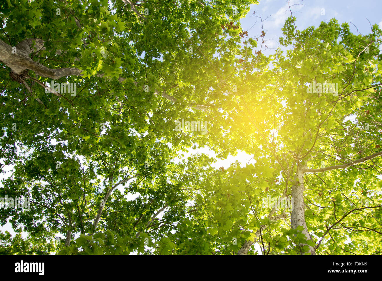 Sunshine in the wood with green leaves Stock Photo - Alamy