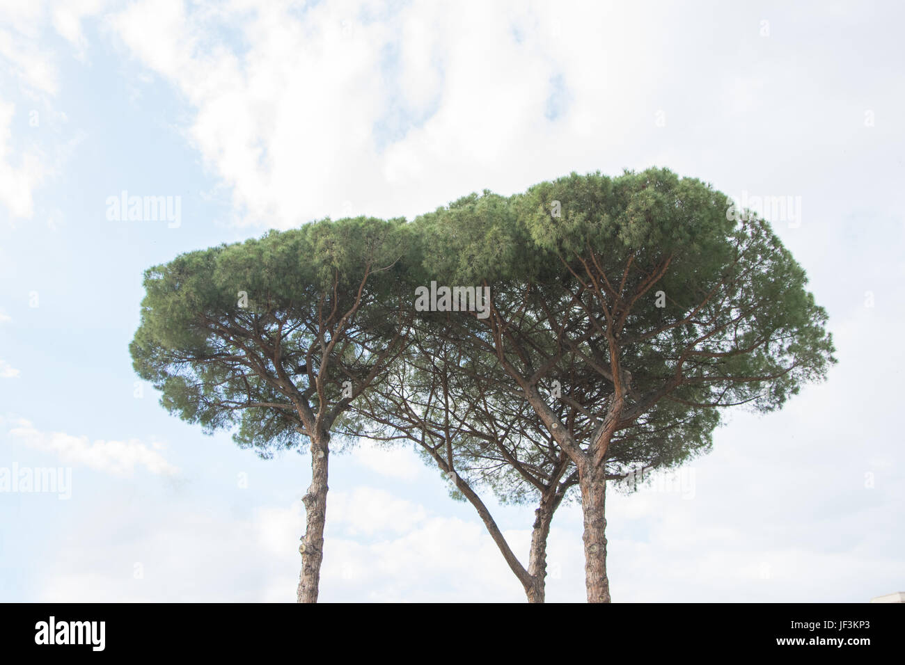 Maritime Pine tree group near Rome, Italy Stock Photo - Alamy
