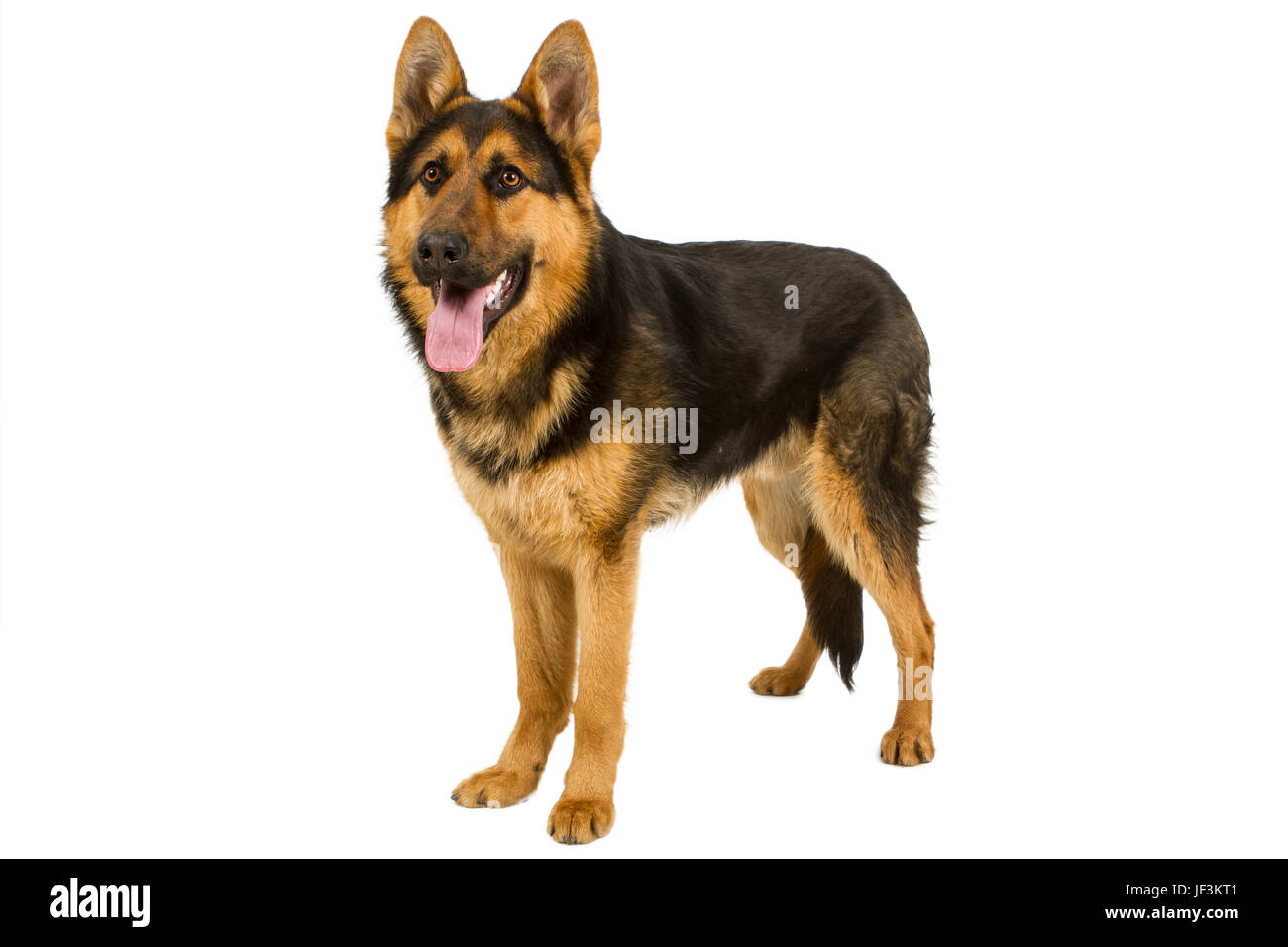Portrait puppy german shepherd Cut Out Stock Images & Pictures - Alamy
