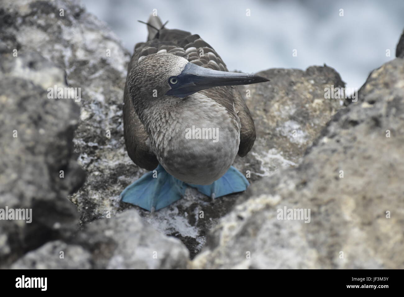 Blue Footed Booby Stock Photo - Alamy