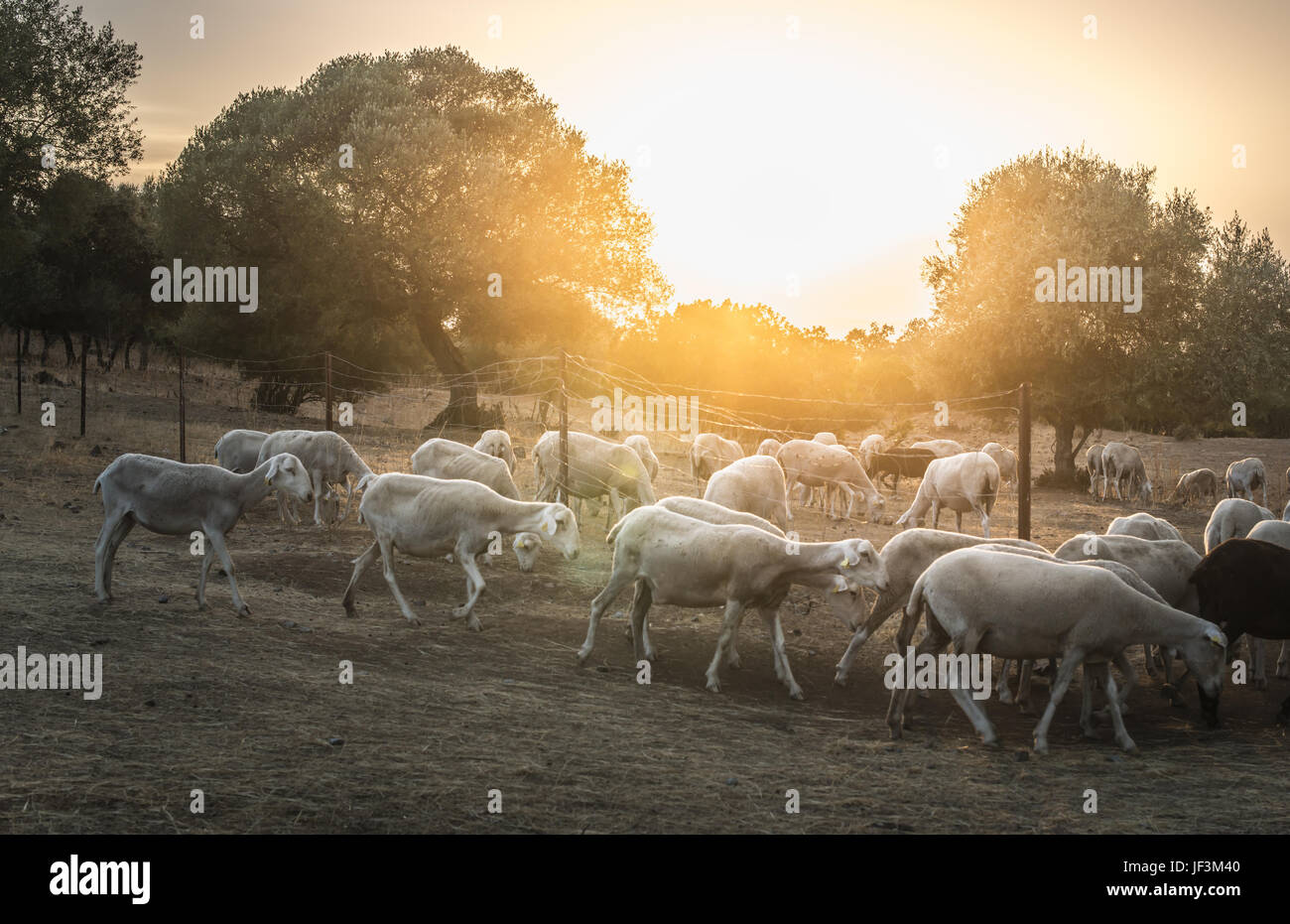 Flock of sheep at sunset Stock Photo - Alamy