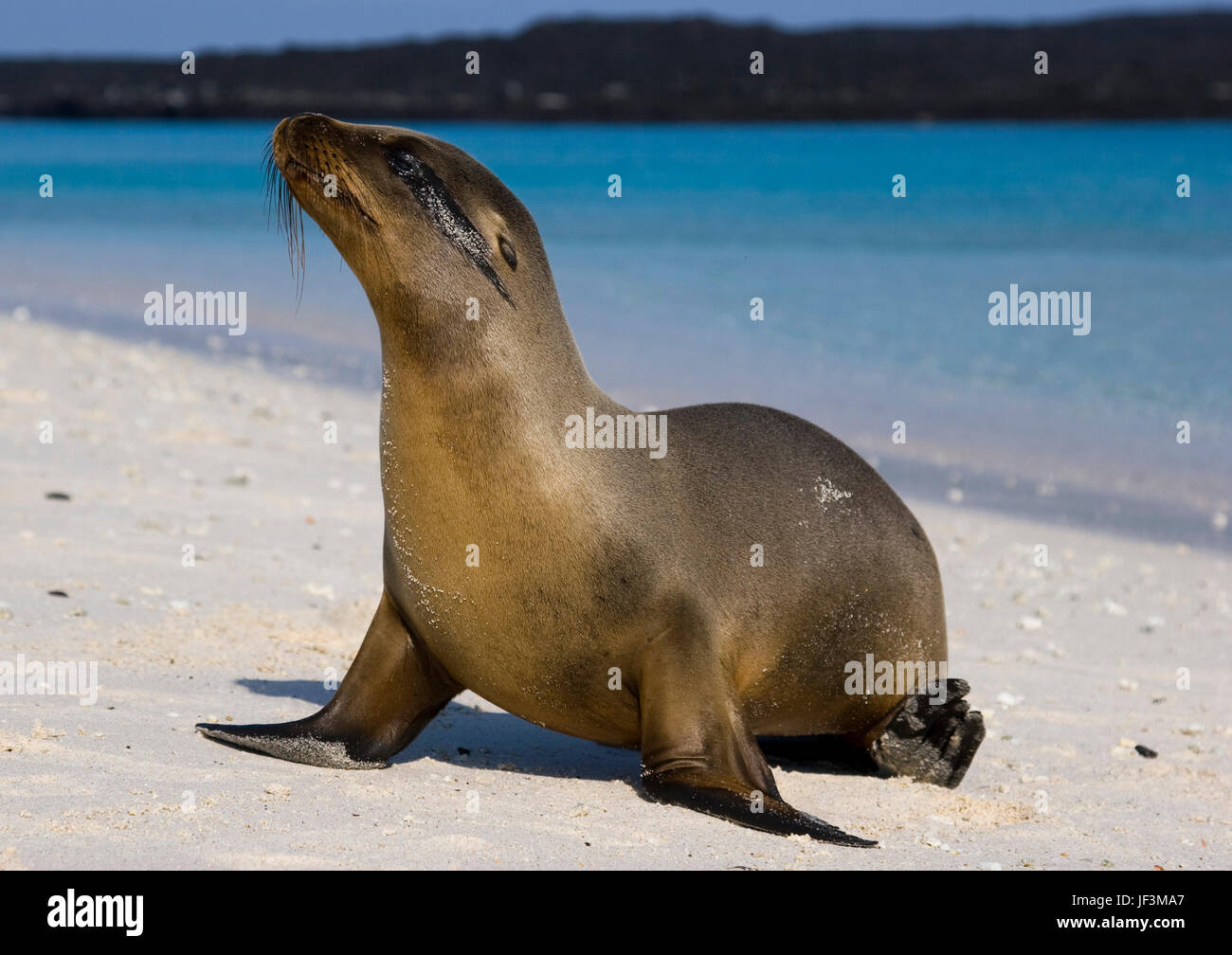 Galapagos sea lion Stock Photo - Alamy