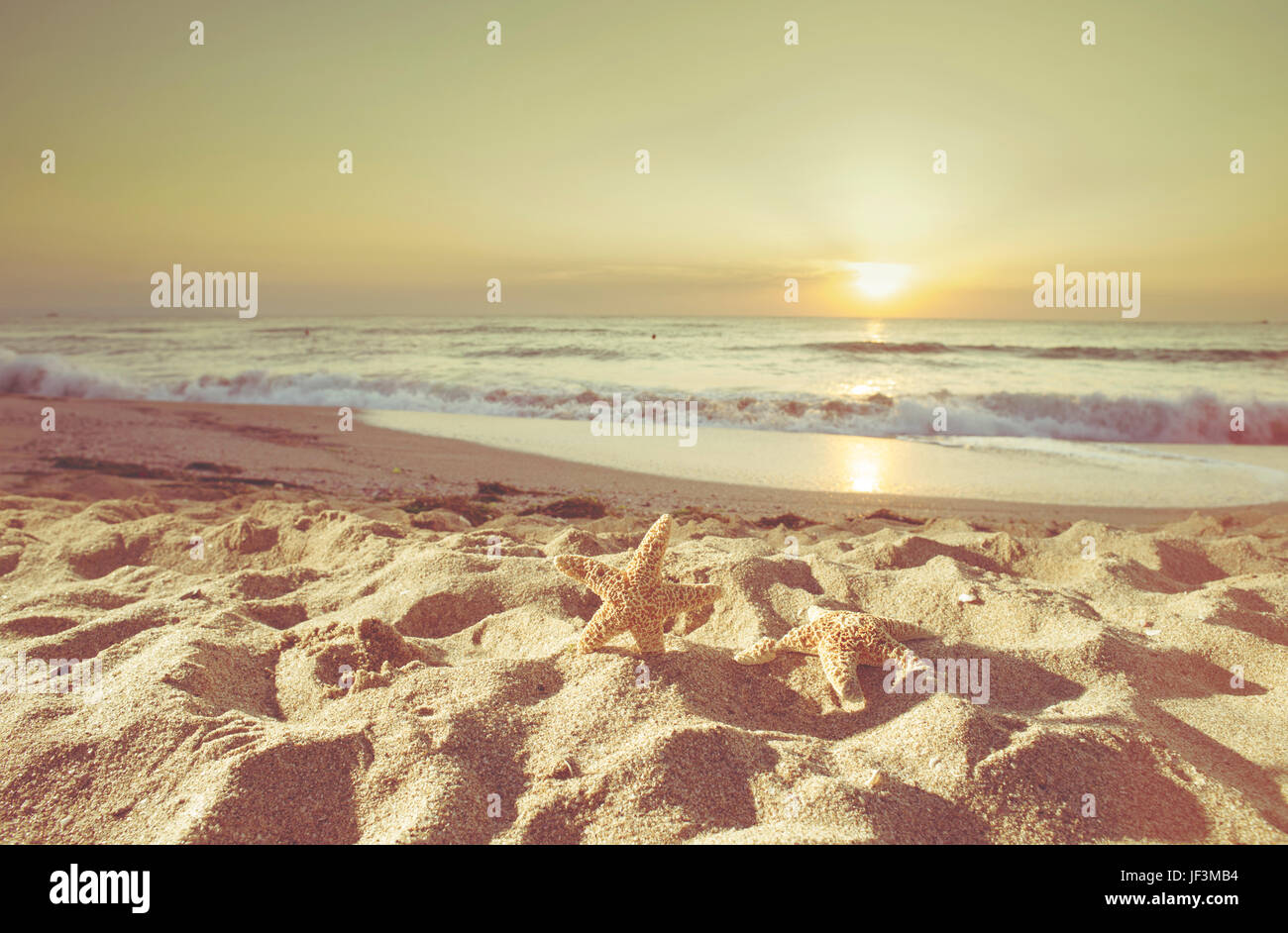 Starfish and shells on the beach Stock Photo - Alamy