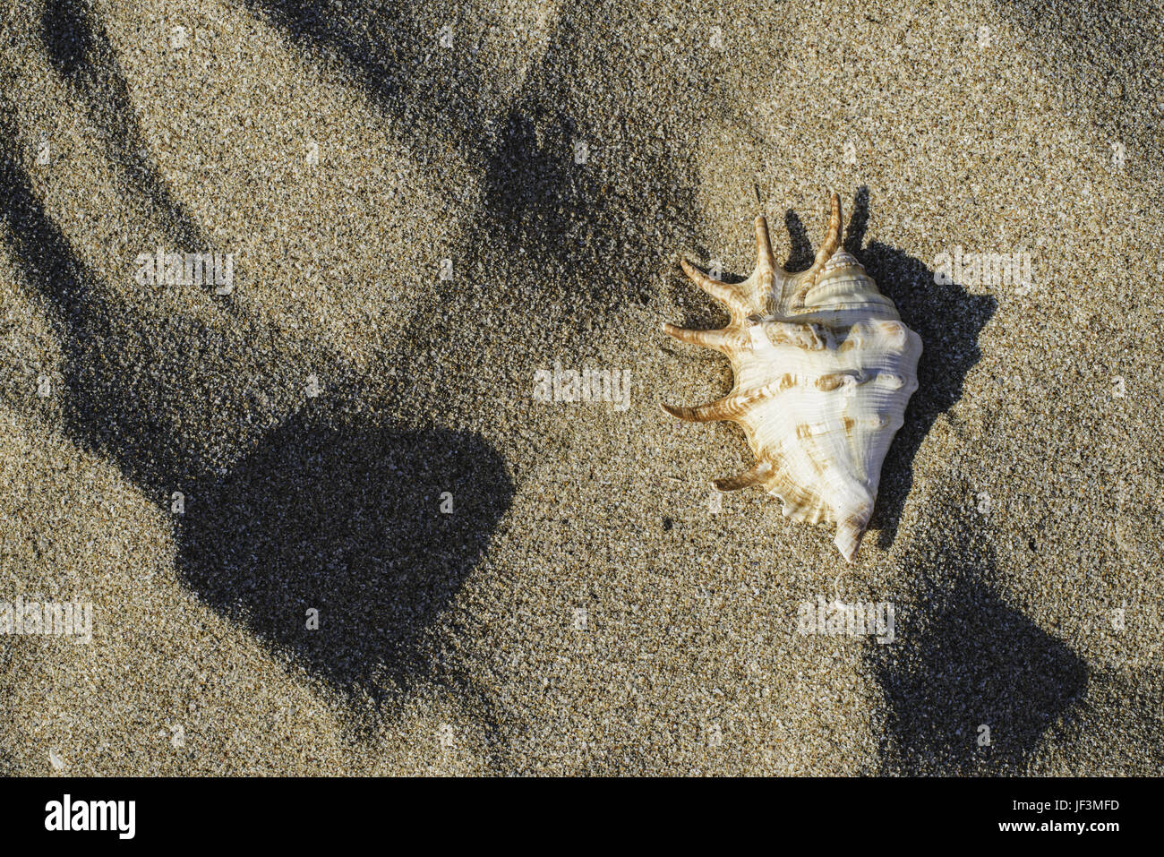 Shells on the beach Stock Photo - Alamy