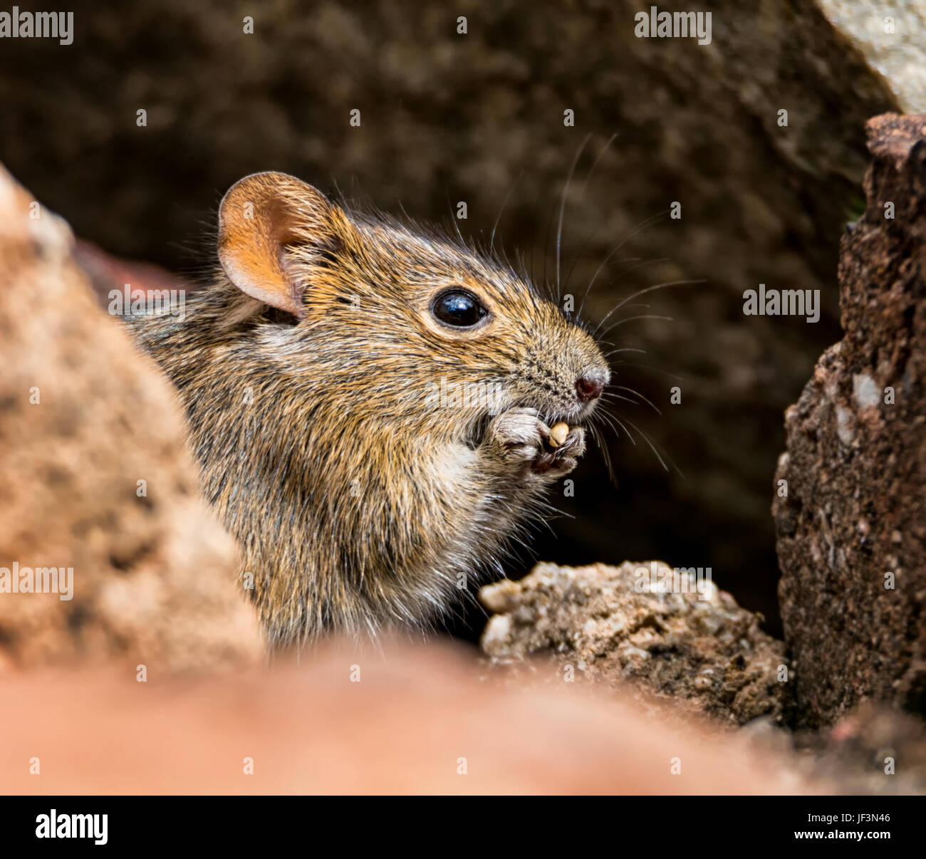 A Four-striped Grass Mouse in Southern Africa Stock Photo - Alamy