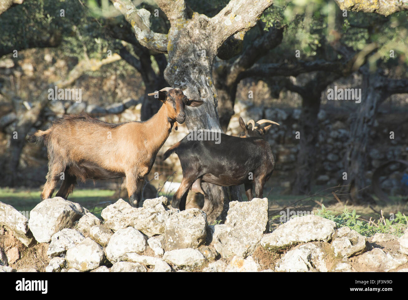 Tame goats among the olive trees Stock Photo - Alamy