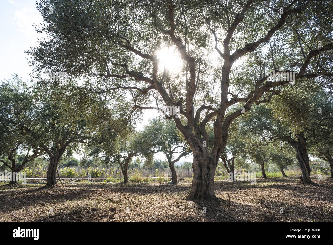 Olive trees and sun rays Stock Photo - Alamy