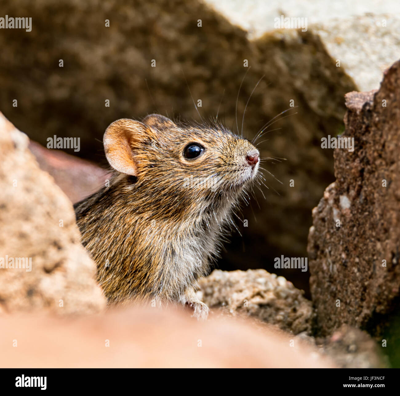 A Four-striped Grass Mouse in Southern Africa Stock Photo - Alamy