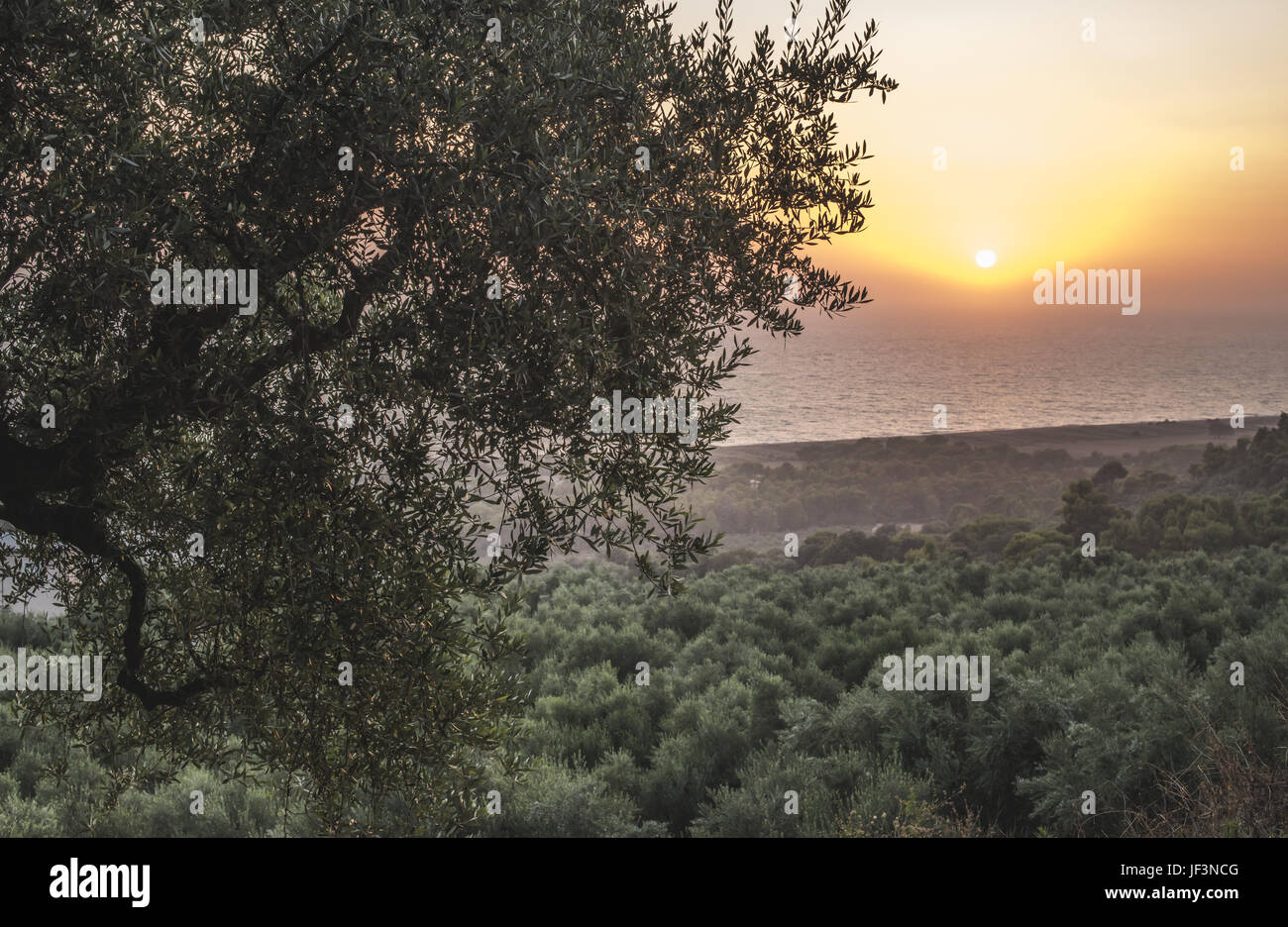 Olive trees, sea and sunset Stock Photo - Alamy