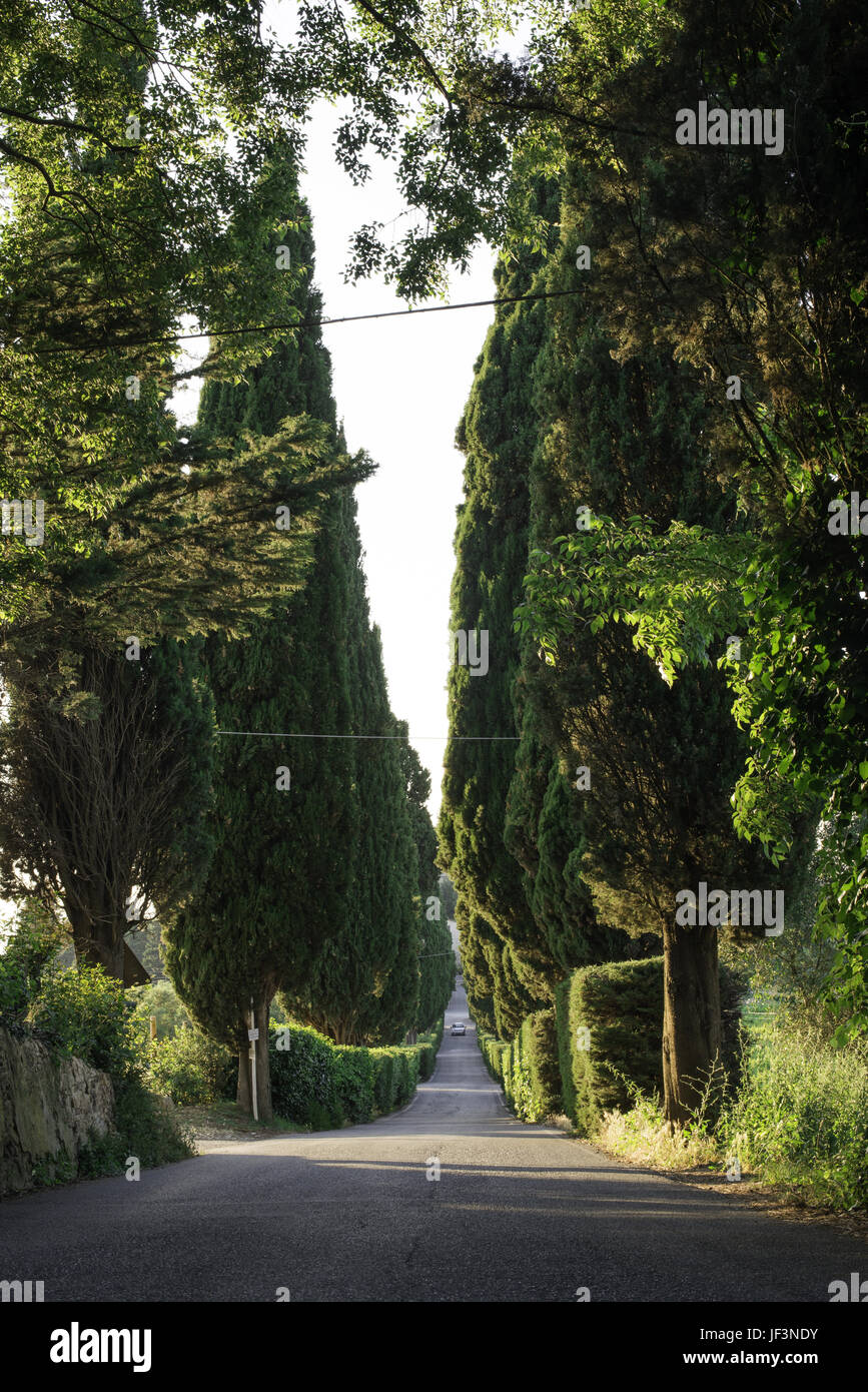 Tuscan cypress tree Stock Photo - Alamy