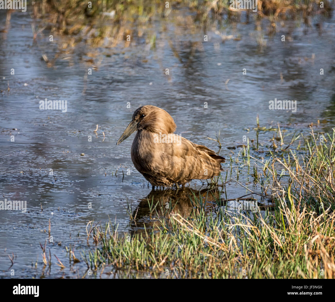 African hammer head bird hi-res stock photography and images - Alamy