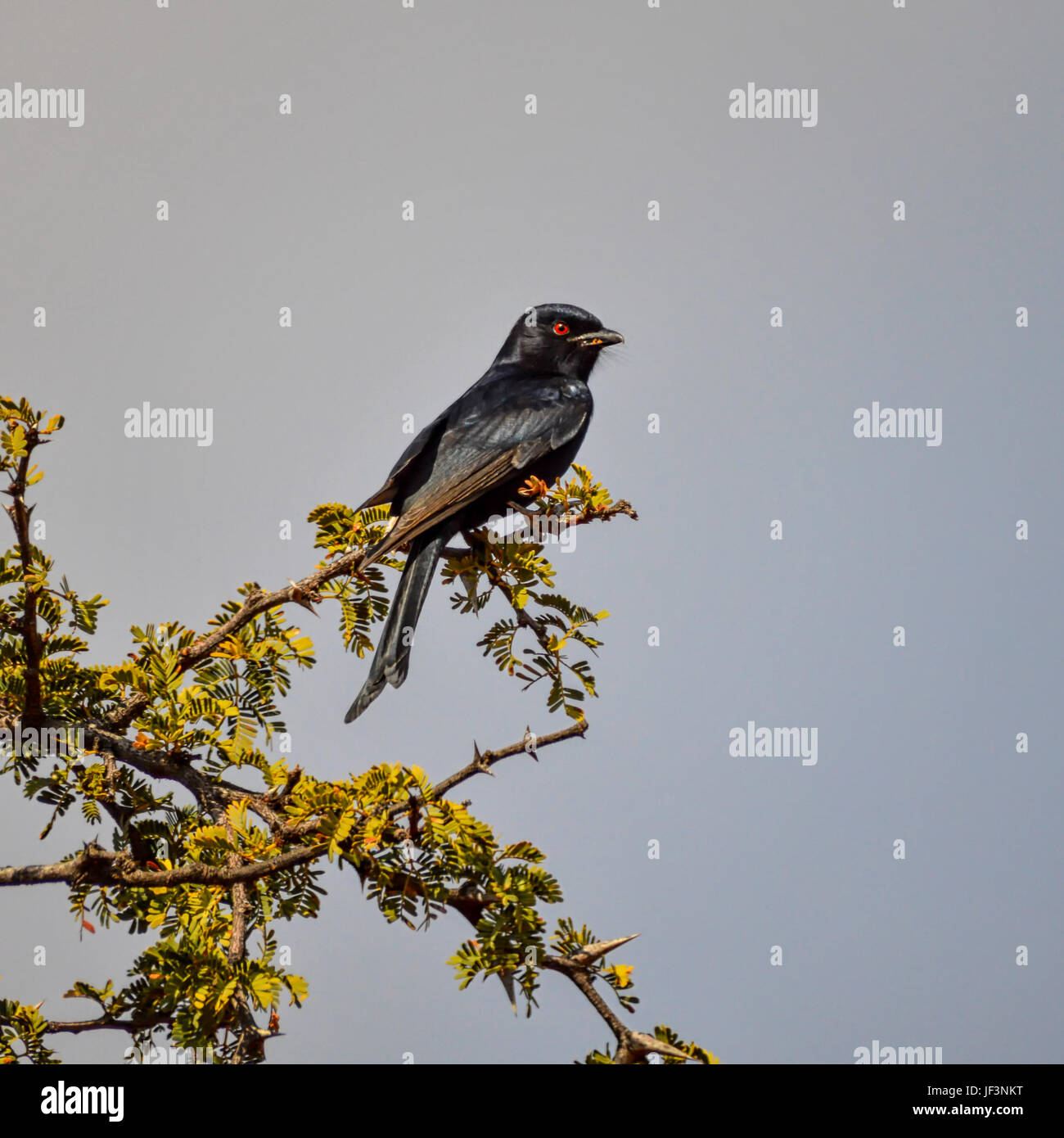 A Square-tailed Drongo perched in a tree in Southern African savanna ...