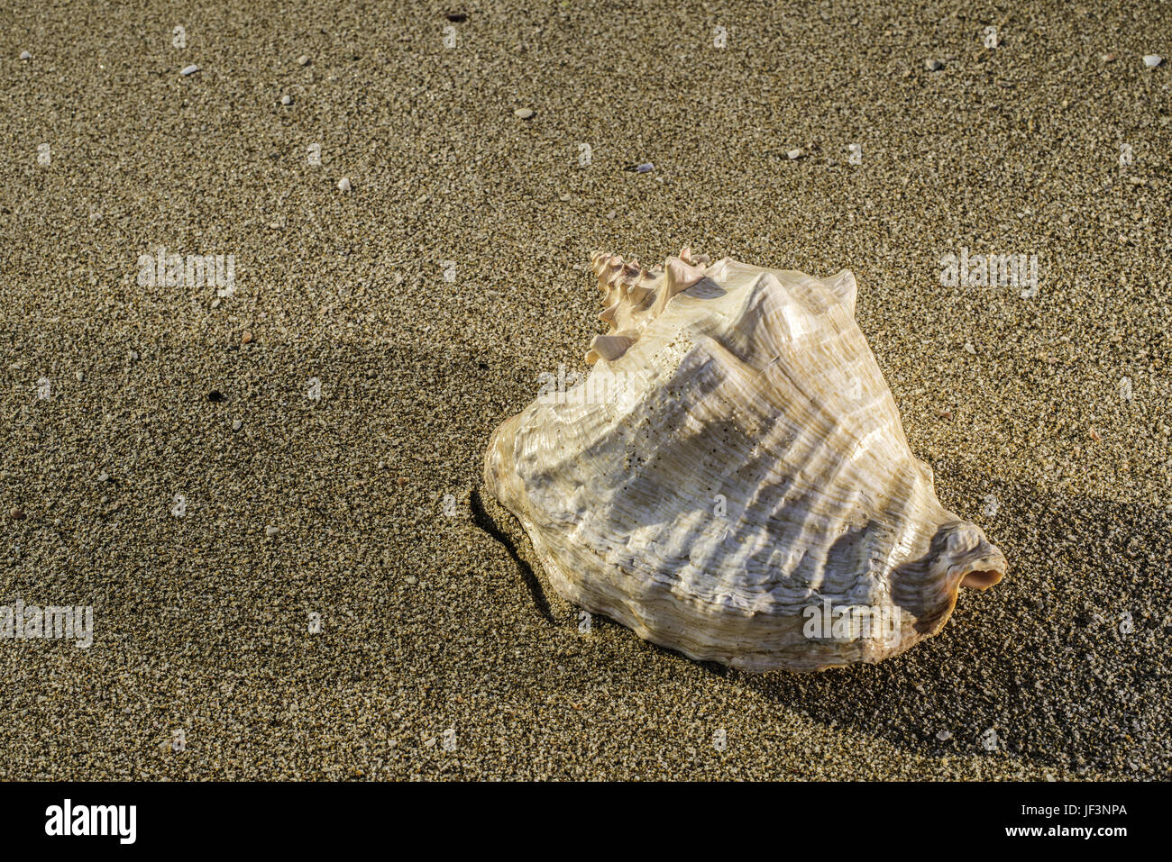 Shells on the beach Stock Photo - Alamy