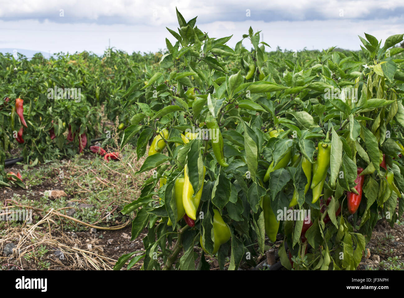 Plantations of peppers in the field Stock Photo - Alamy