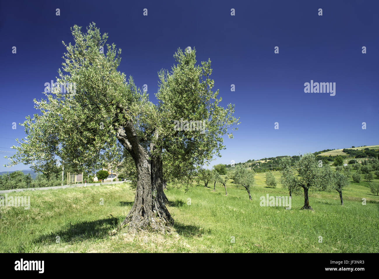 Olive tree in Italy Stock Photo - Alamy