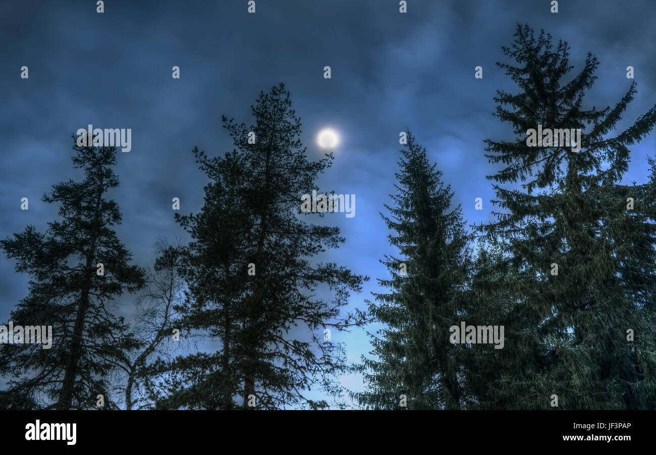 Pines at night in the woods. Moon night Stock Photo - Alamy