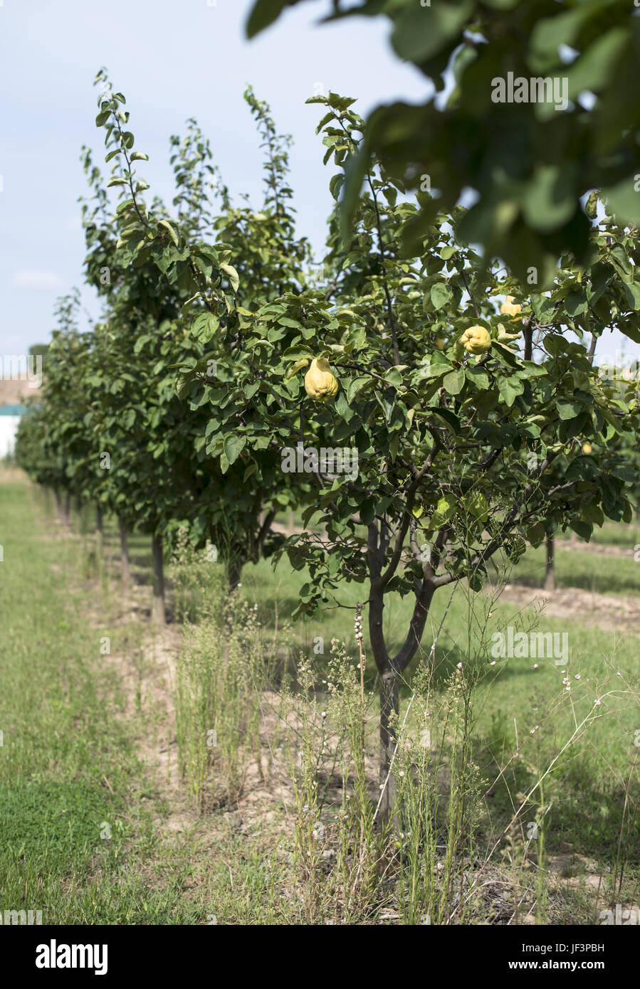 Quince orchard quince trees hi-res stock photography and images - Alamy