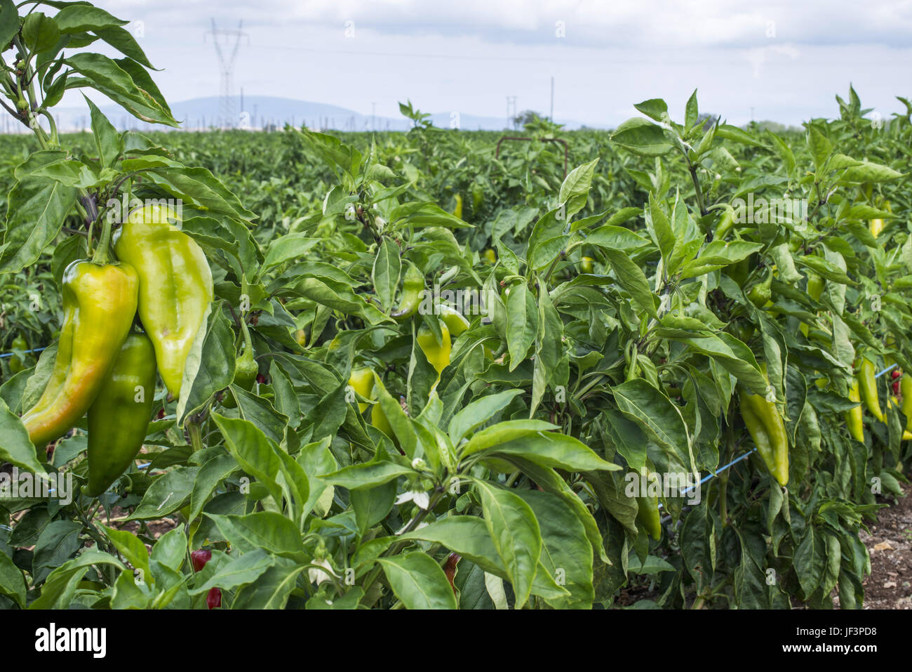 Plantations of peppers in the field Stock Photo - Alamy