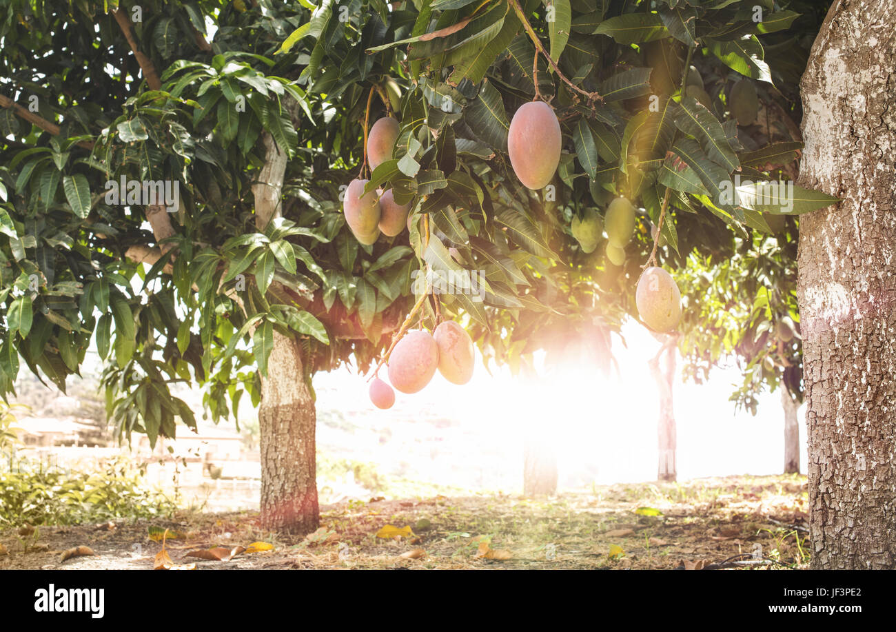 Trees with mangoes at sunset Stock Photo - Alamy