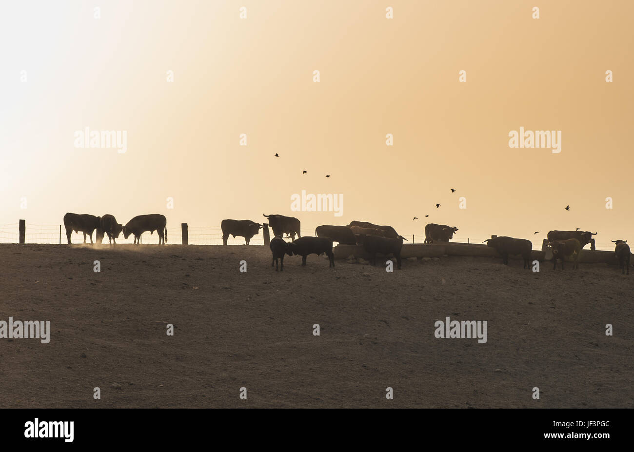 Bulls on a farm Stock Photo - Alamy