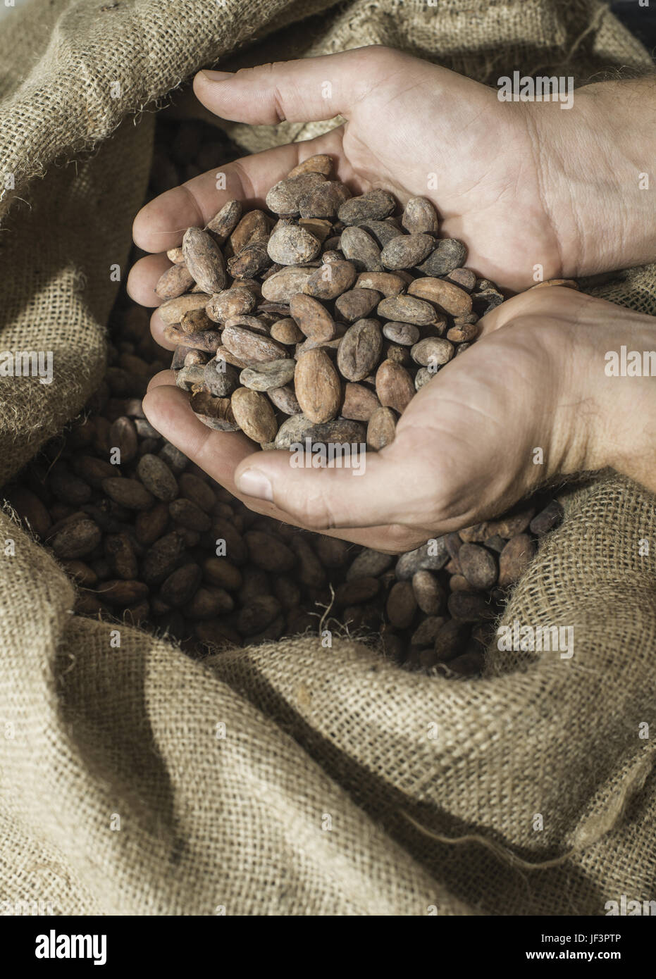 Hand holds cocoa beans Stock Photo - Alamy