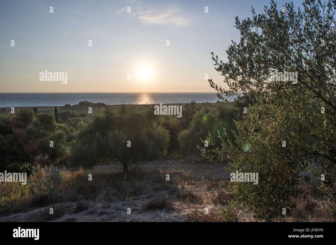 Olive trees and sun rays Stock Photo - Alamy
