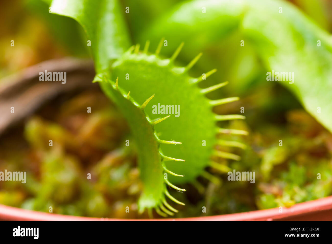 Exotic insect-eating predator flower Venus flytrap dionaea Stock Photo ...
