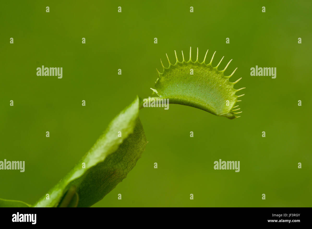 Exotic insect-eating predator flower Venus flytrap dionaea in a green ...