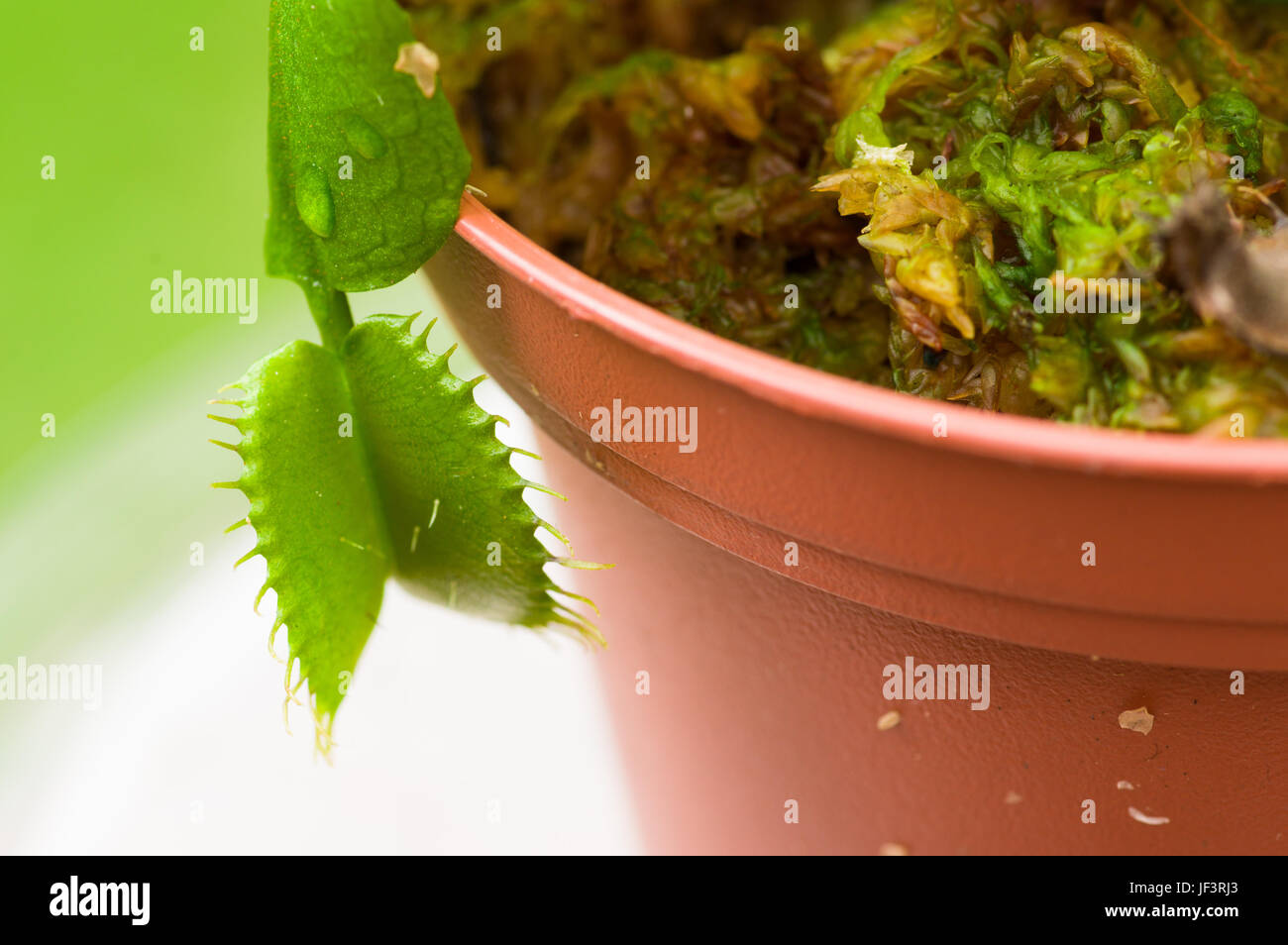 Exotic insect-eating predator flower Venus flytrap dionaea planted over ...
