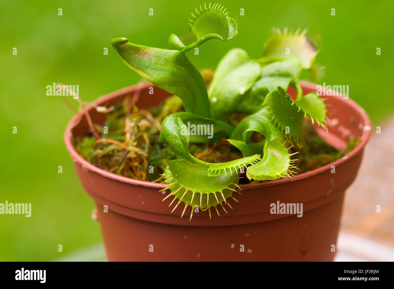 Exotic insect-eating predator flower Venus flytrap dionaea planted over ...