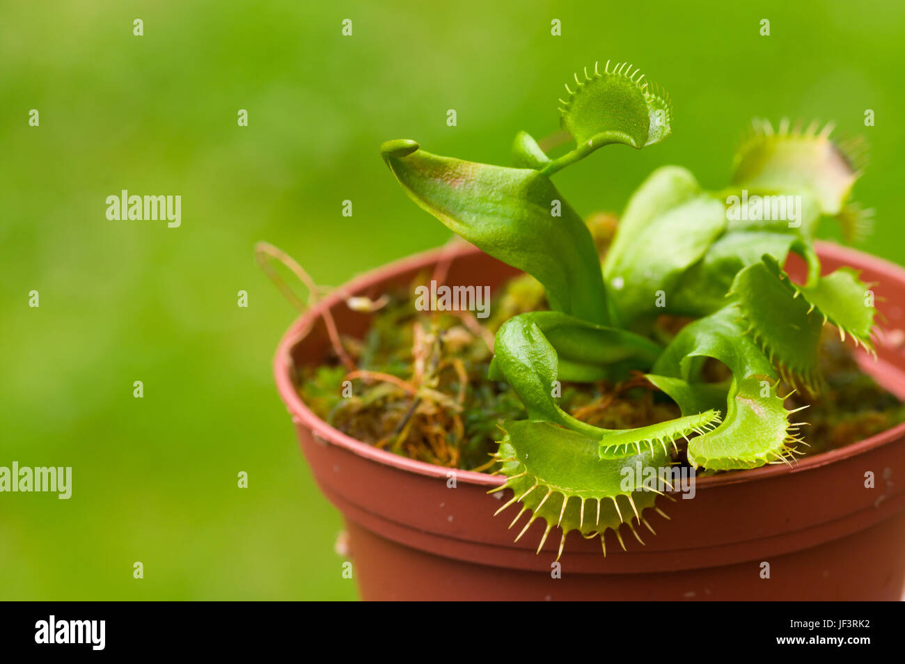 Exotic insect-eating predator flower Venus flytrap dionaea planted over ...