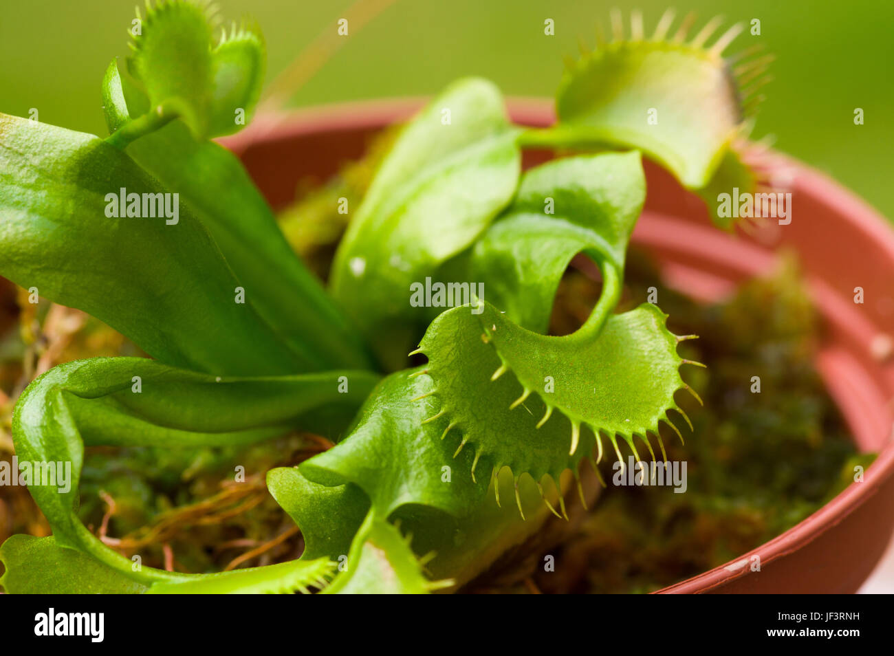 Exotic insect-eating predator flower Venus flytrap dionaea planted over ...