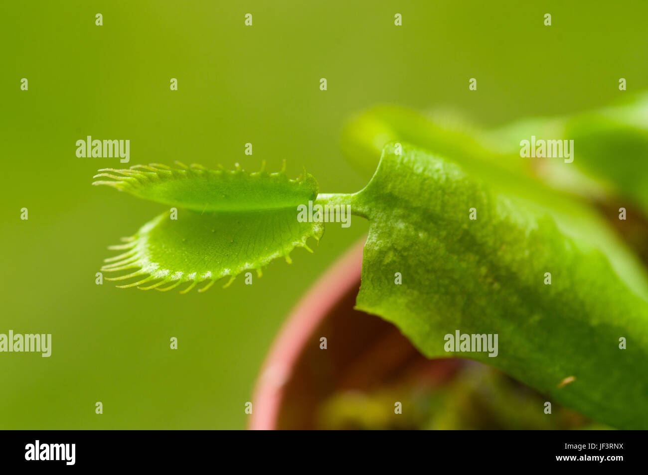 Exotic insect-eating predator flower Venus flytrap dionaea in a green ...